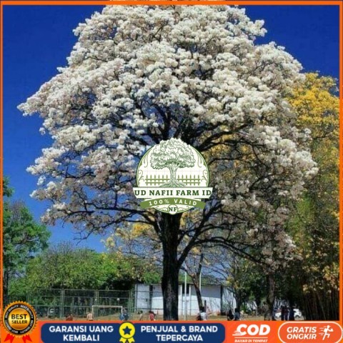 Jual Bibit Bunga Tabebuya Putih / Pohon Tabebuya Putih 80cm-1meter ...