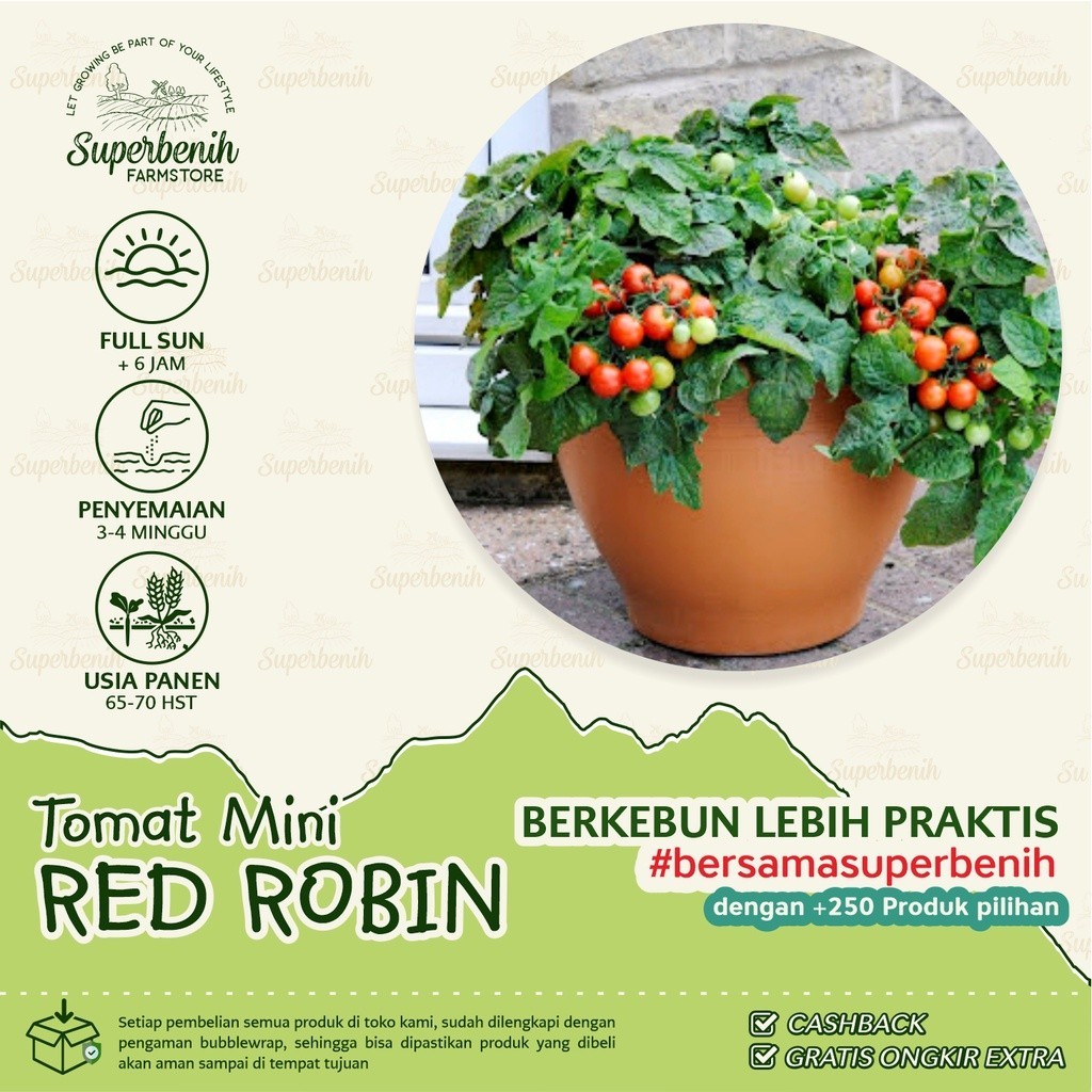 Jual 3 Biji - Benih Tomat RED ROBIN, tomat Cherry pendek warna merah ...