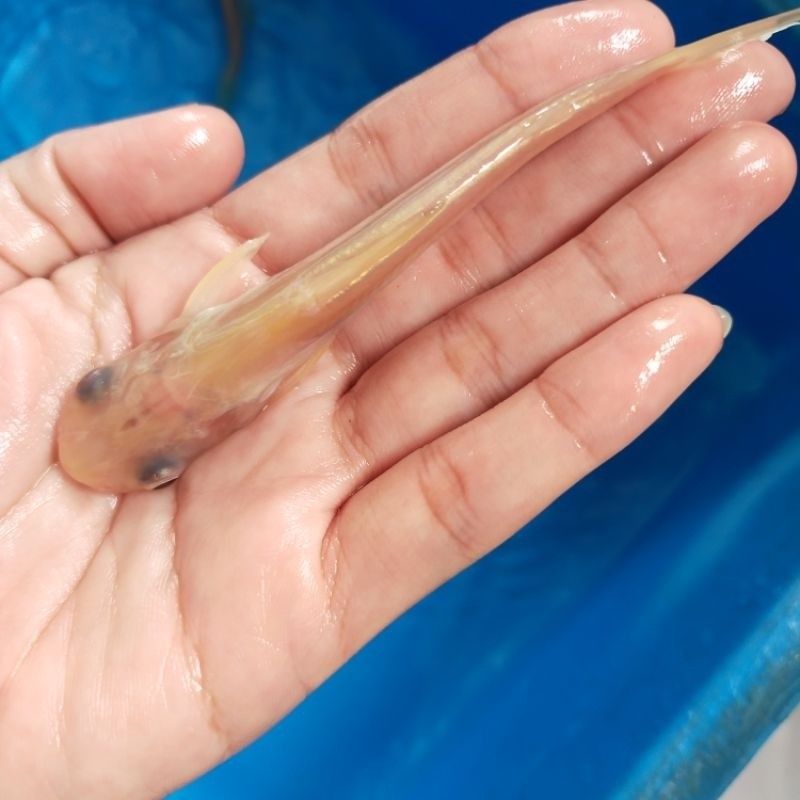 Jual BIBIT IKAN PATIN ALBINO / PATIN ALBINO SEHAT | Shopee Indonesia