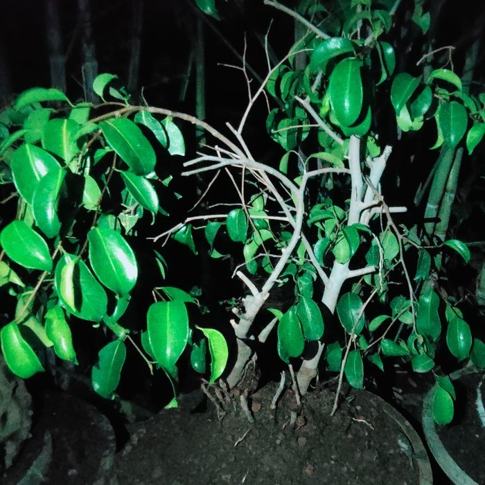 Jual Tanaman Bonsai Ficus Beringin Ara Pot 20 cm Gambar Real Kode 06140 ...