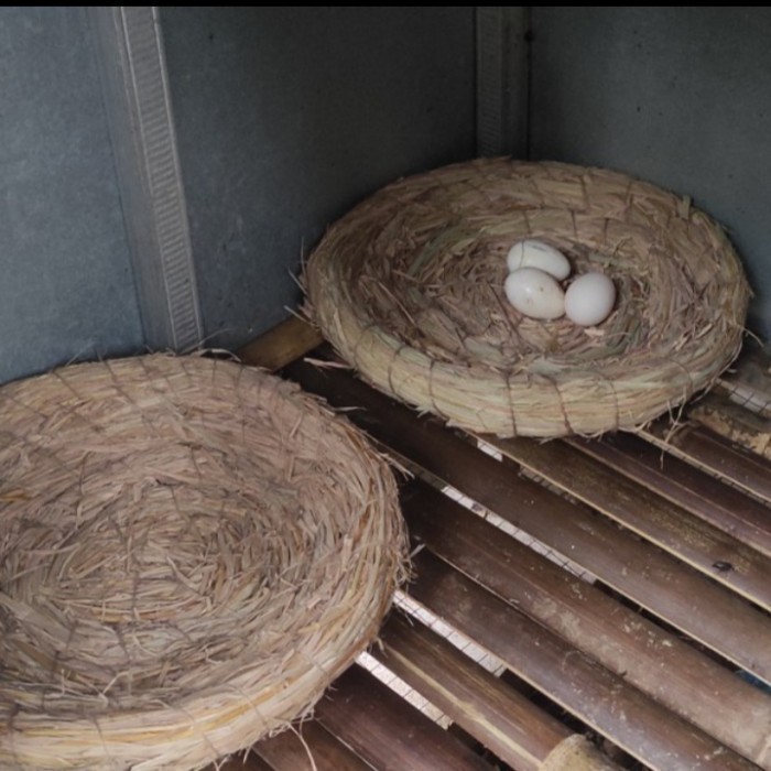 Jual sarang/petarangan tempat bertelur ayam burung merpati ukuran 30cm ...