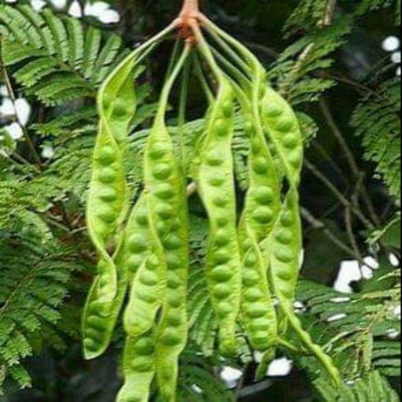 Jual Bibit Tanaman Pete/Petai Hibrida Hasil Stek/Okulasi | Shopee Indonesia