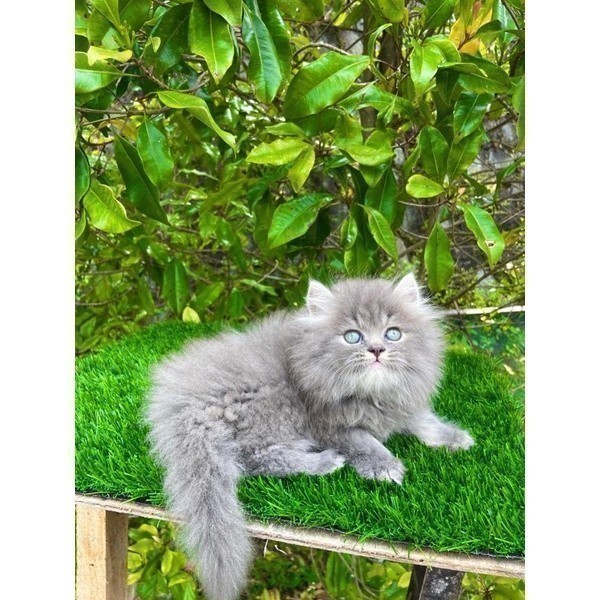 Jual KUCING PERSIA LONGHAIR MEDIUM FLATNOSE PEAKNOSE HIMALAYA RAGDOLL ...