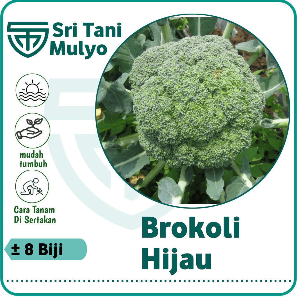 Jual 8 Biji - Benih Brokoli GREEN SUPER - Brokoli Berkwalitas Mudah ...