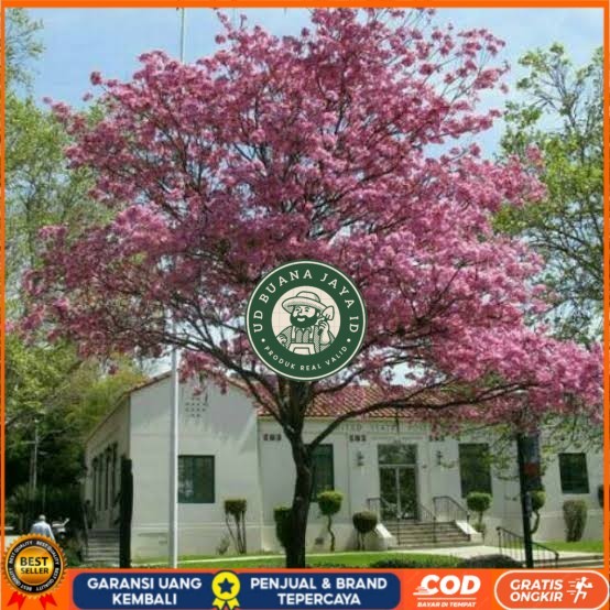 Jual Bibit Bunga Tabebuya Pink / Pohon Tabebuya Pink 80cm-1meter Bibit ...