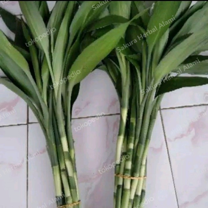 Jual stek tanaman bambu hoki sri rejeki 10 batang | Shopee Indonesia