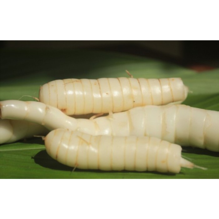 Jual Tepung Pati pathi Garut HALUS / Lerut / Irut / Angkrik /Jelarut ...