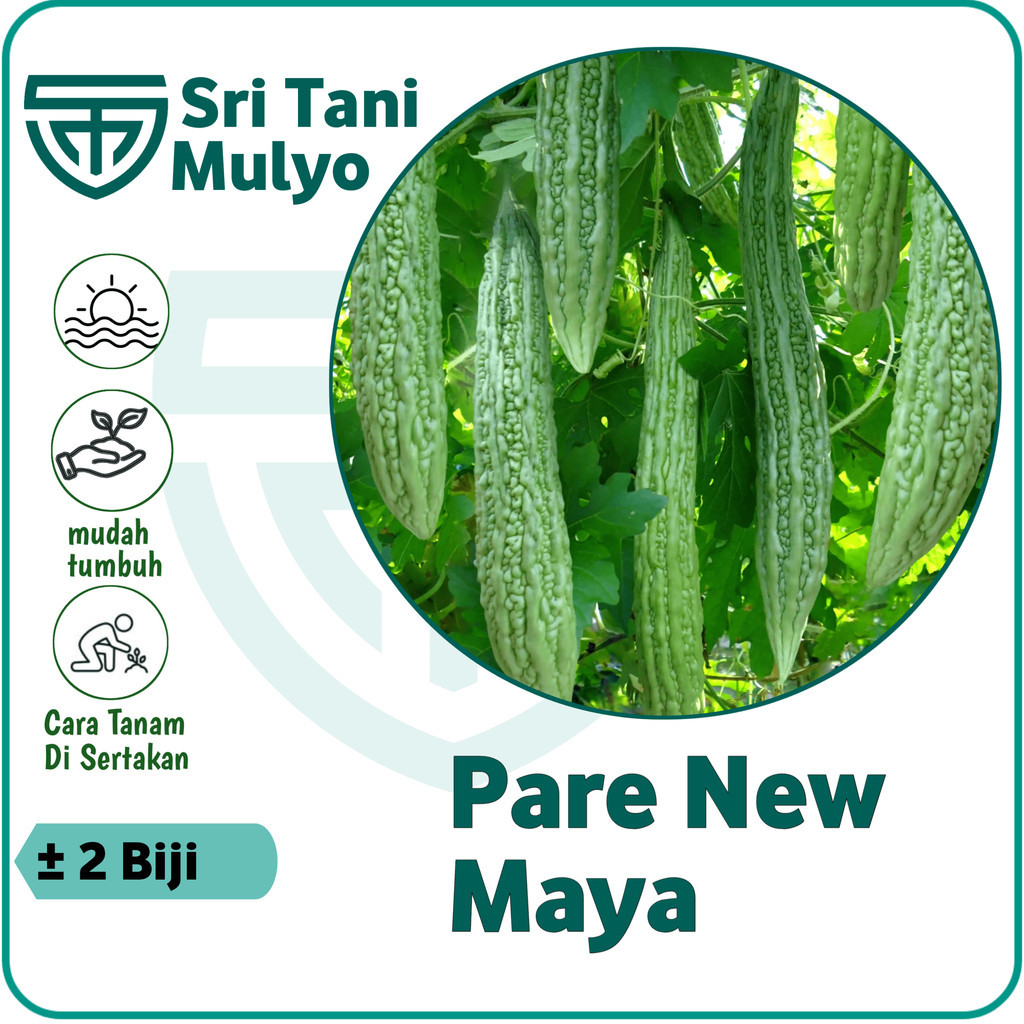 Jual 2 Biji Benih Pare HIBRIDA Unggul NEW MAYA - Bibit Pare Besar Sayur ...