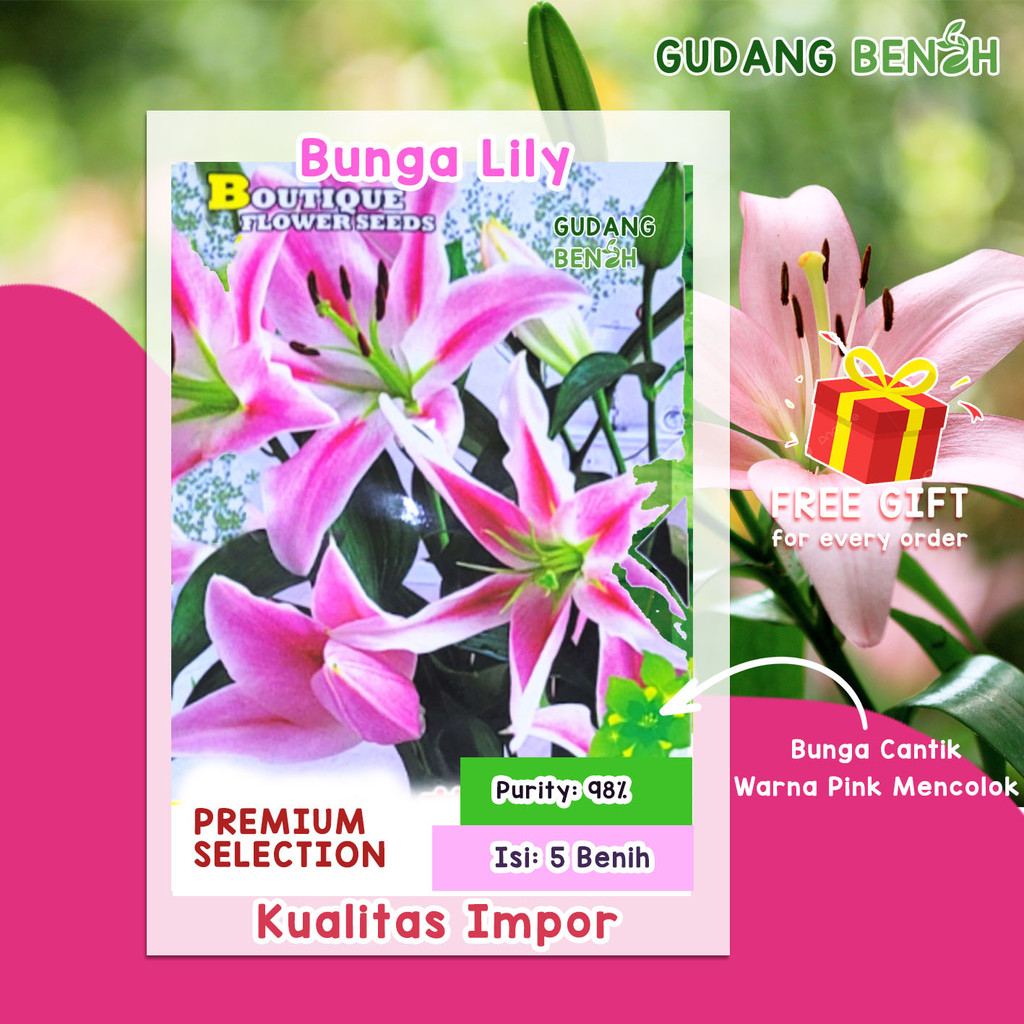Jual [TERBARU] Bibit Tanaman Bunga Lily Premium Quality Isi 5 Benih ...