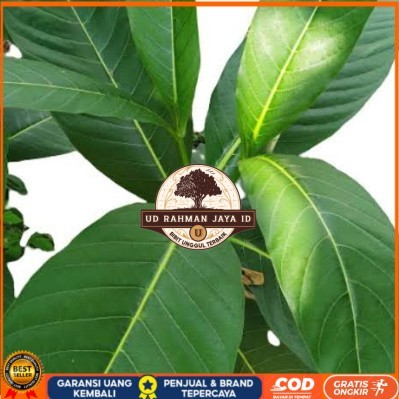 Jual Tanaman Herbal Langka Daun Kalak Antong / Daun Ketapel (Obat ...