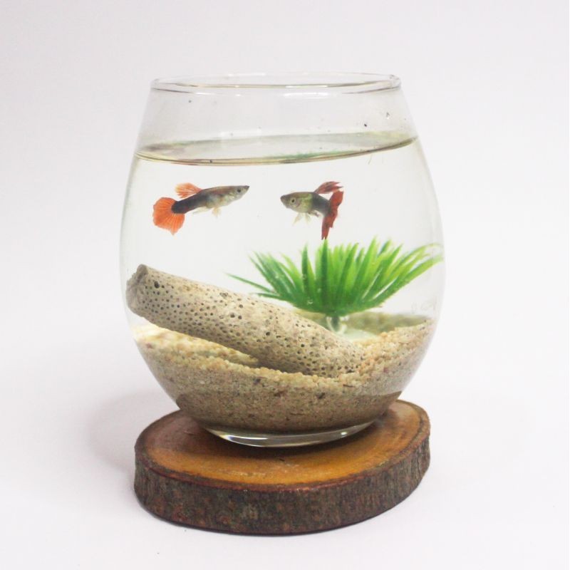 Jual HEAVENLY - AQUATIC- (1 PAKET) AQUARIUM MINI IKAN CUPANG TUSKANI ...