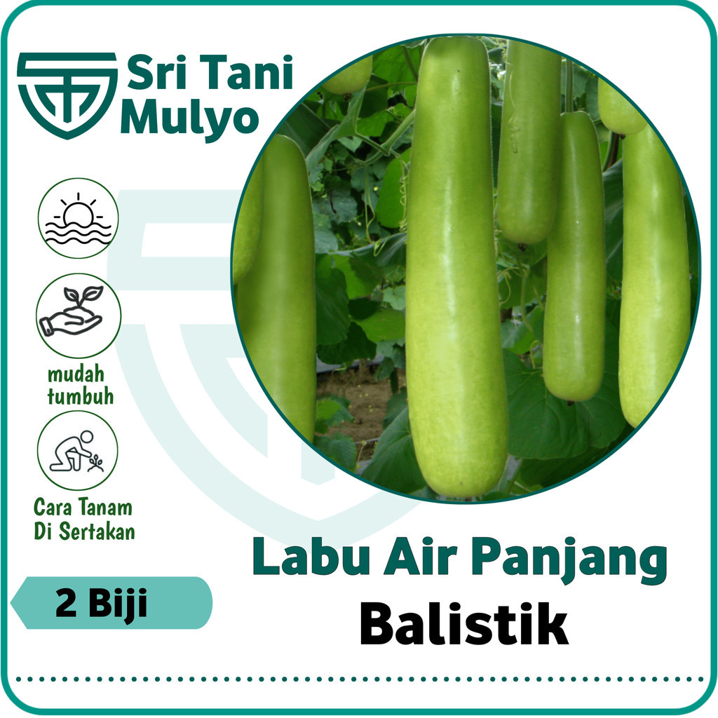 Jual 2 Biji - Benih Labu Siam BALISTIK - Labu Air Labu Panjang Labu ...