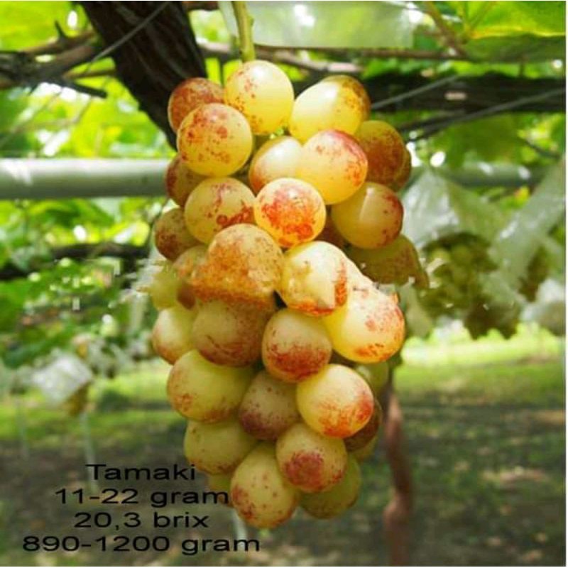 Jual Bibit Anggur Tamaki Premium Benih Buah Anggur Bibit Tanaman Anggur ...
