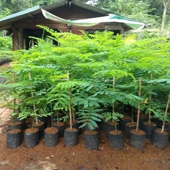 Jual pohon pakis Brazil/ solobium brazil tinggi 50 cm | Shopee Indonesia