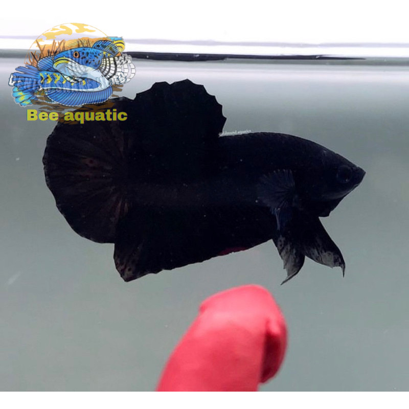 Jual Isi soliter aquarium cupang super black king, hitam pekat, mental ...
