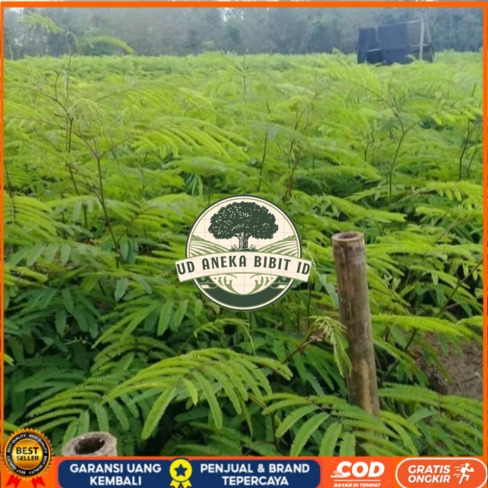 Jual Bibit Tanaman Kaliandra Pakan Ternak/ Penahan Erosi Bibit Tanaman ...