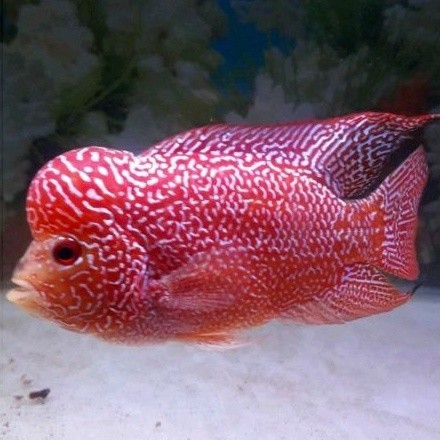 Jual BIOTA burayak louhan golden base size 2-3 cm | Shopee Indonesia