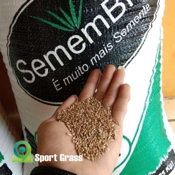 Jual Benih Biji Rumput Pakan Ternak (Signal Grass) Rumput Bede 17kg ...