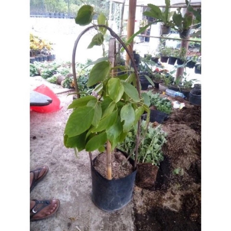 Jual Tanaman Hias Bunga Irian Flame Biru | Bunga Langka, Biru Tua ...