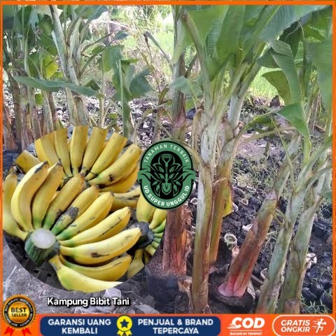 Jual Bibit Pisang Raja bulu Ukuran 60cm-1meter Kualitas Unggul Bibit ...
