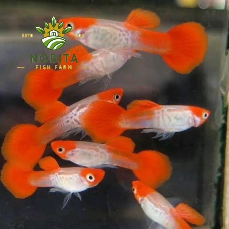 Jual hiasan aquarium ikan hias Guppy platinum koi sepasang COD | Shopee Indonesia