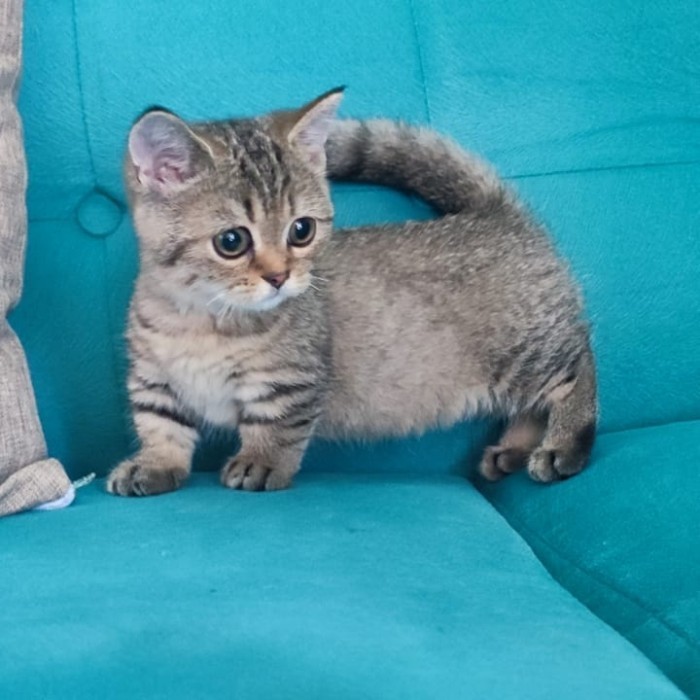 Jual kucing british shorthair / kucing BSH munchkin / kucing munchkin ...