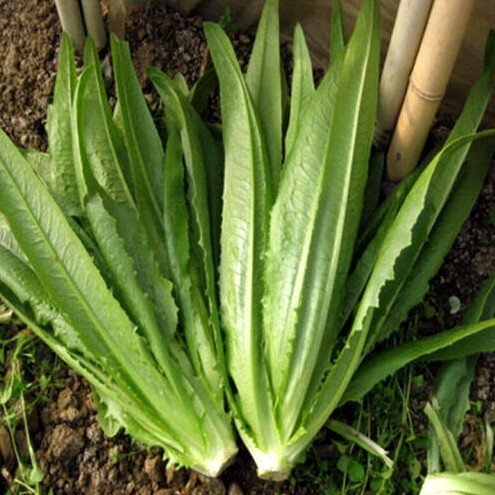 Jual 100 Biji - Benih Selada Wangi Siomak POINTED LEAF | Shopee Indonesia