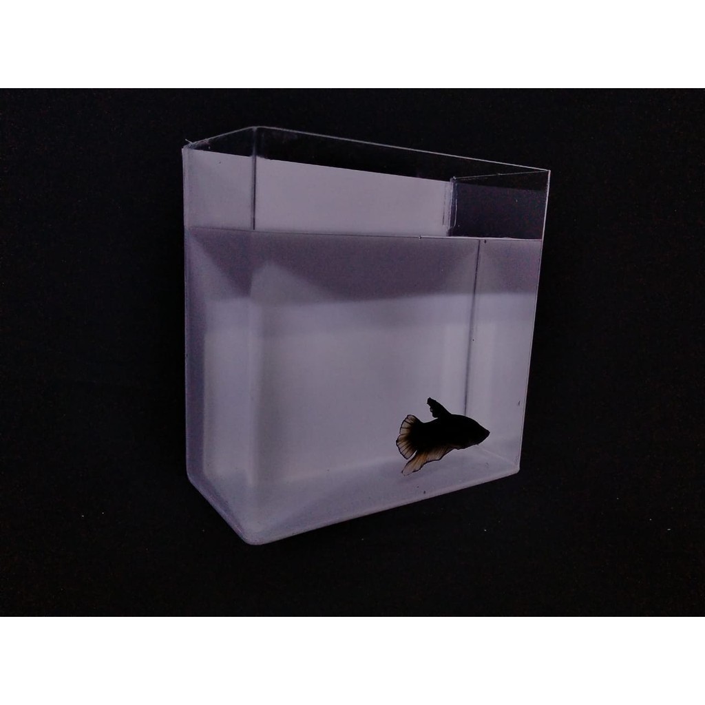 Jual SOLITER / SOLITER AKRILIK / AQUARIUM AKRILIK / AKUARIUM MINI ...