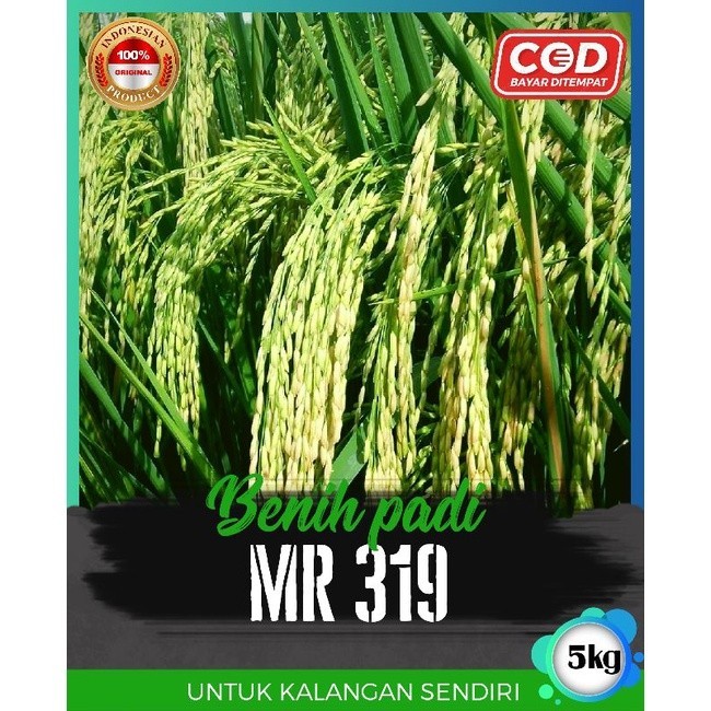 Jual benih padi mr 319 5kg | Shopee Indonesia