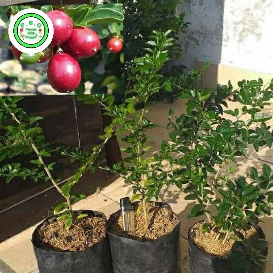 Jual Bibit Tanaman Jeruk Kingkit Malaysia | Shopee Indonesia