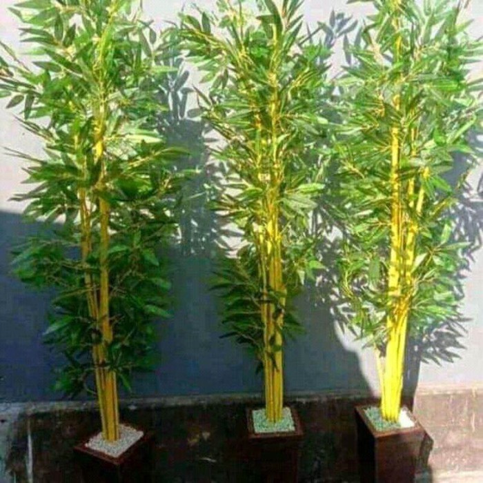 Jual bibit bambu kuning hias | Shopee Indonesia