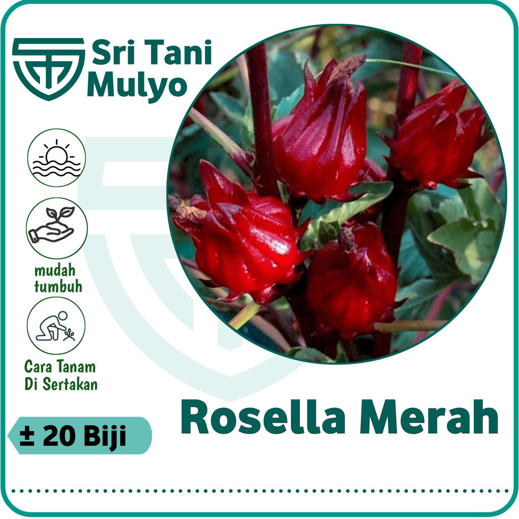 Jual 20 Biji - Benih Rosella Merah Benih Unggul Red Rosella - Benih ...