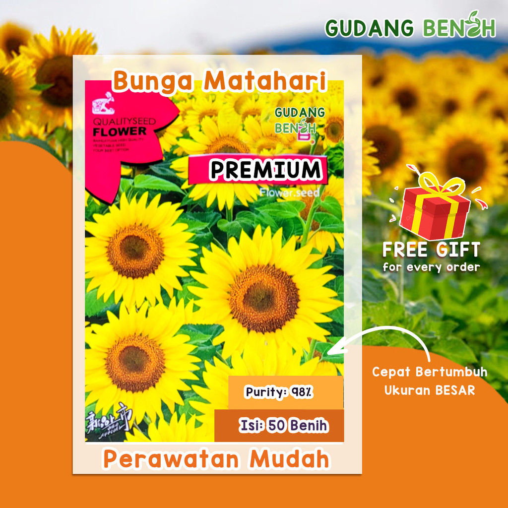 Jual [TERBARU] Bibit Tanaman Bunga Matahari PREMIUM QUALITY Isi 50 ...