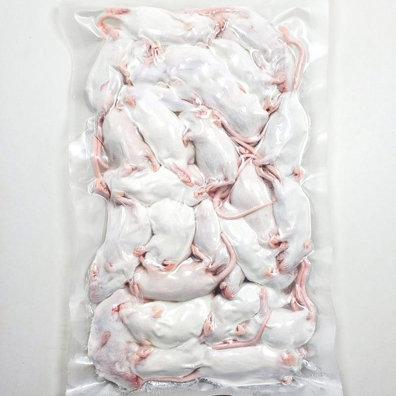 Jual Mencit Frozen isi 5 / Tikus Putih Beku / Pakan Predator | Shopee ...