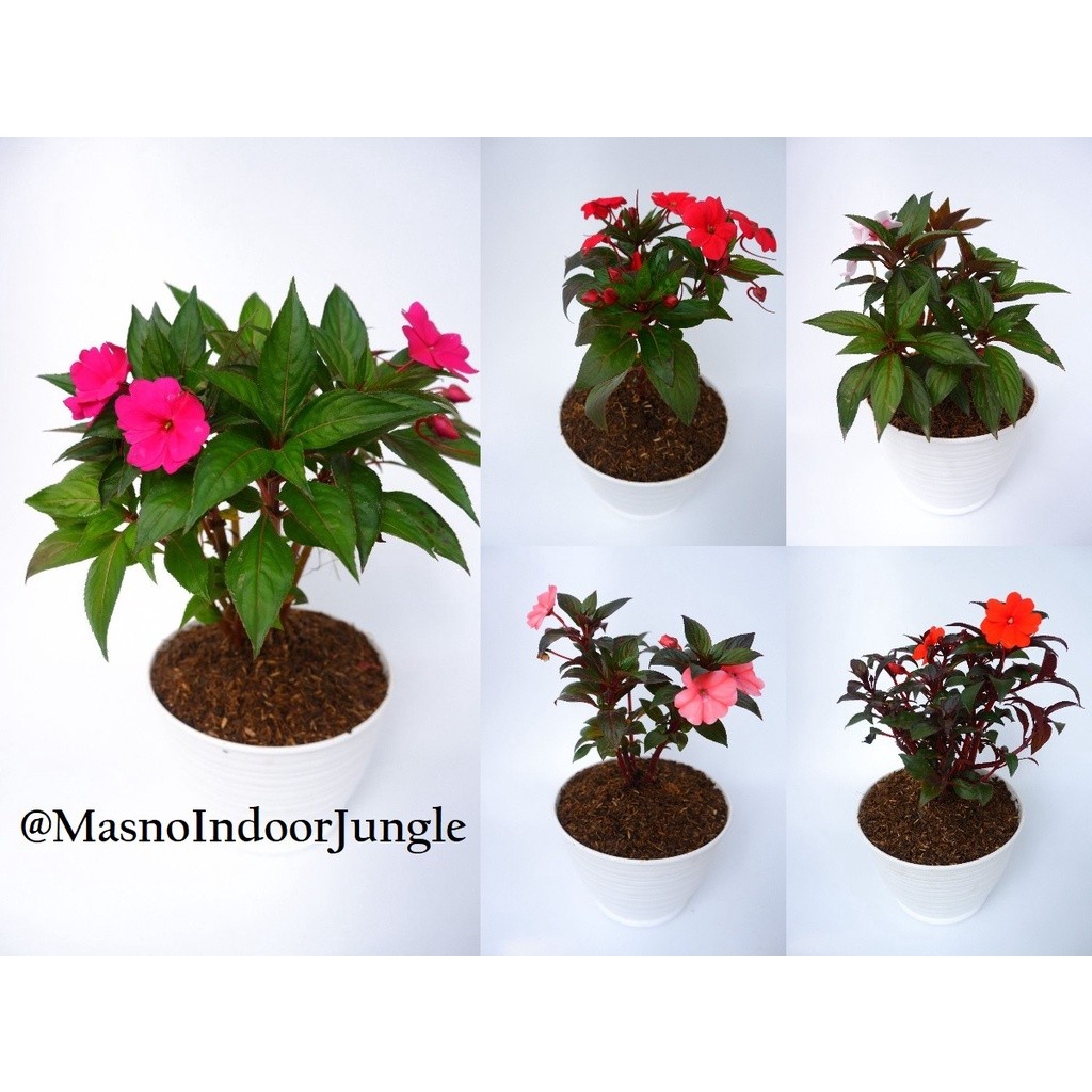 Jual Tanaman Bunga Pacar Air - Bibit Tanaman Hias Pacar Air - Pacar air ...