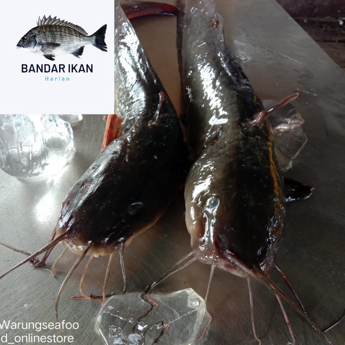 Jual Ikan Sembilang Segar Fresh Dan Berkualitas | Shopee Indonesia