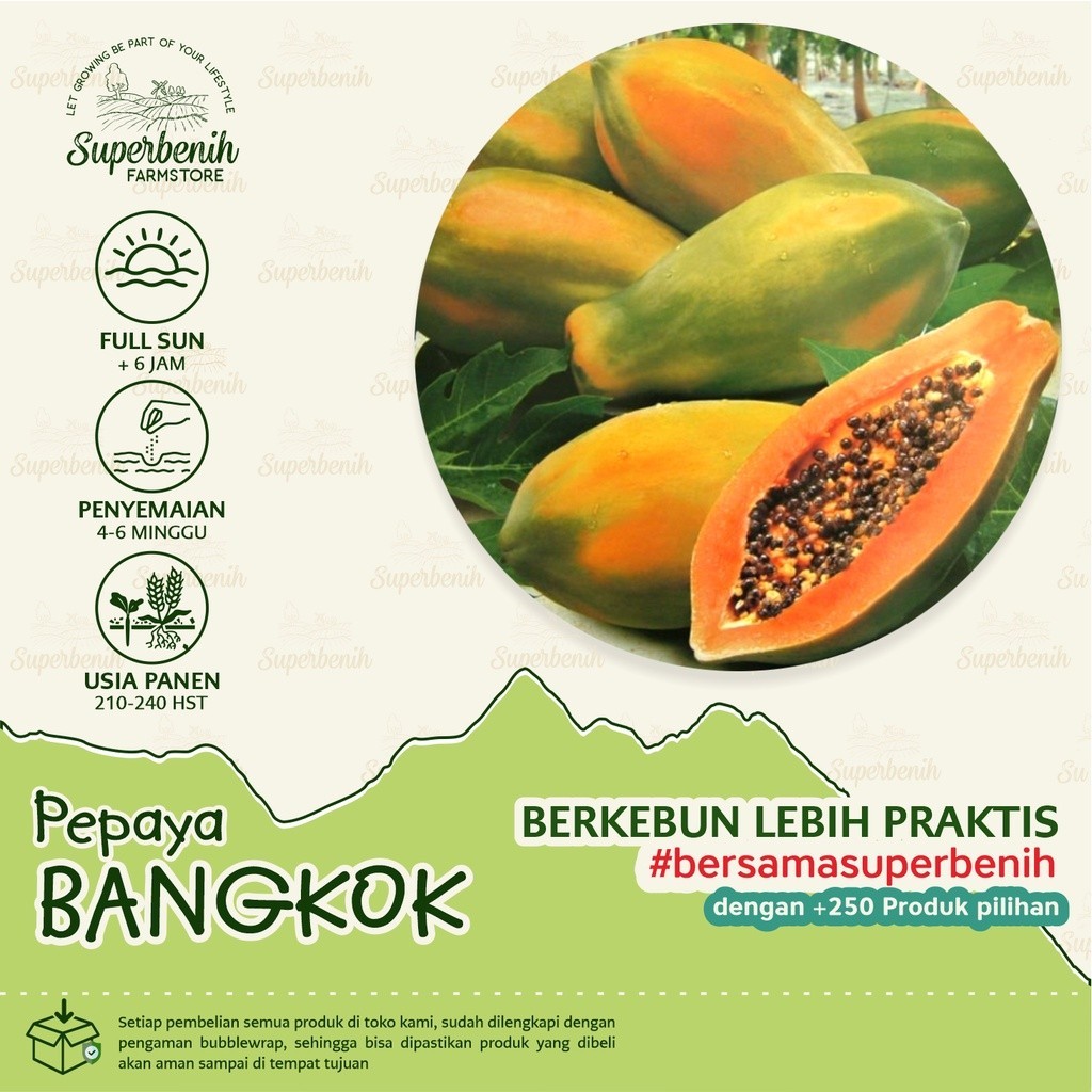 Jual 10 Biji - Benih Pepaya BANGKOK (Thailand) buah besar | Shopee ...