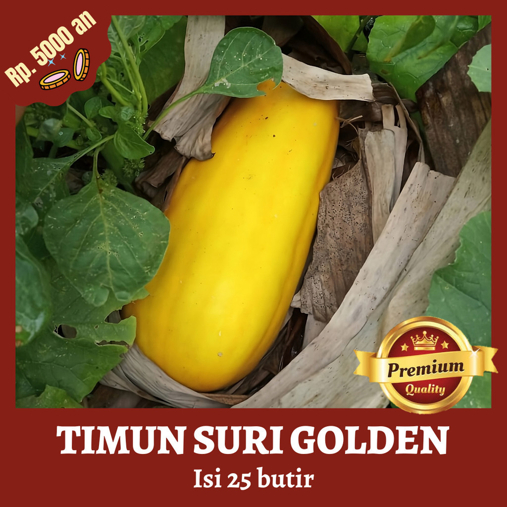 Jual Benih Bibit Biji Suri Golden Madu 25 biji Timun Mas | Shopee Indonesia