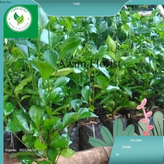 Jual ~ Tanaman hias pohon Teh-tehan - tanaman hias pagar | Shopee Indonesia