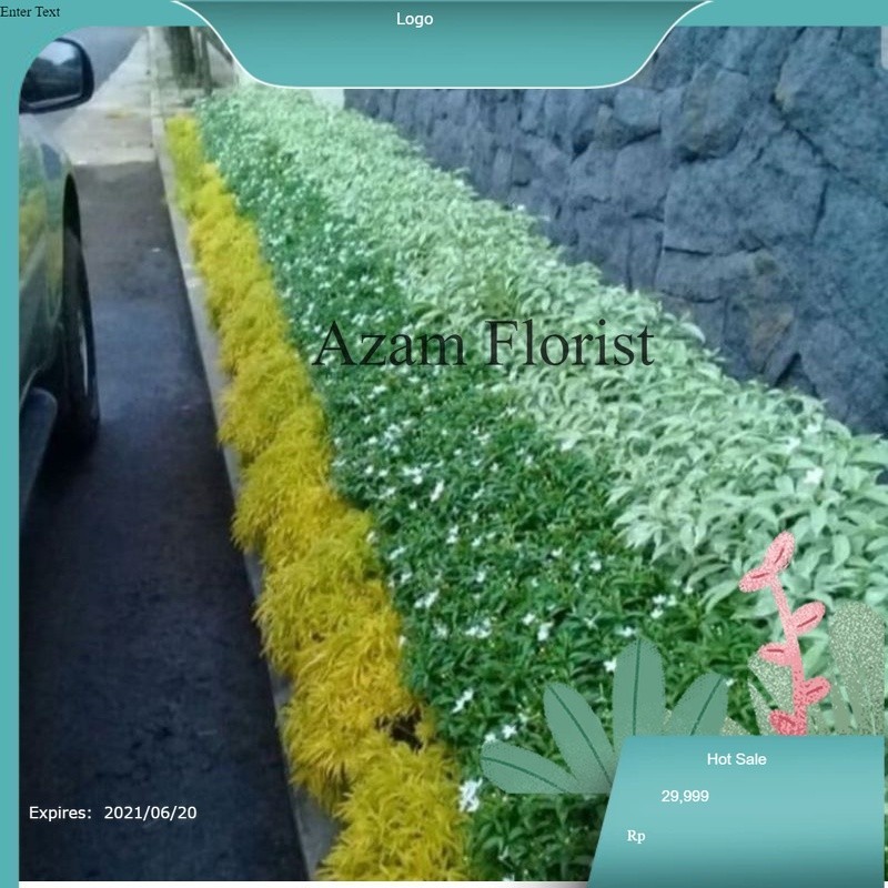 Jual Paket 3 tanaman hias indoor - Brokoli Kuning - Rembosa Mini ...