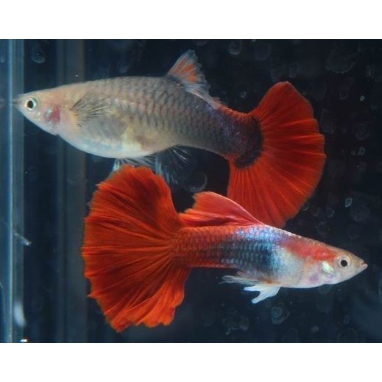Jual BELI 4 FREE1 gopi hiasan akuarium gupi murah Guppy PRT (Platinum Red Tail) | Shopee Indonesia