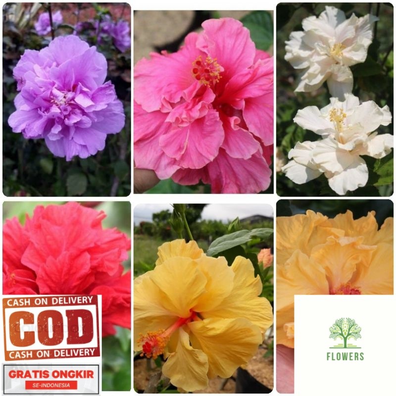 Jual Terlaris Bibit Bunga Sepatu Tumpuk Hibiscus Rosa Sinensis L