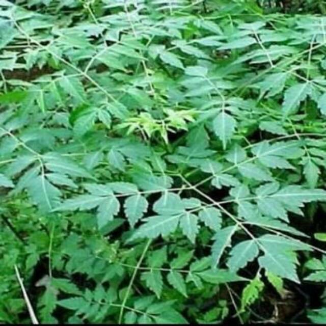 Jual Daun mindi 1kg | Shopee Indonesia