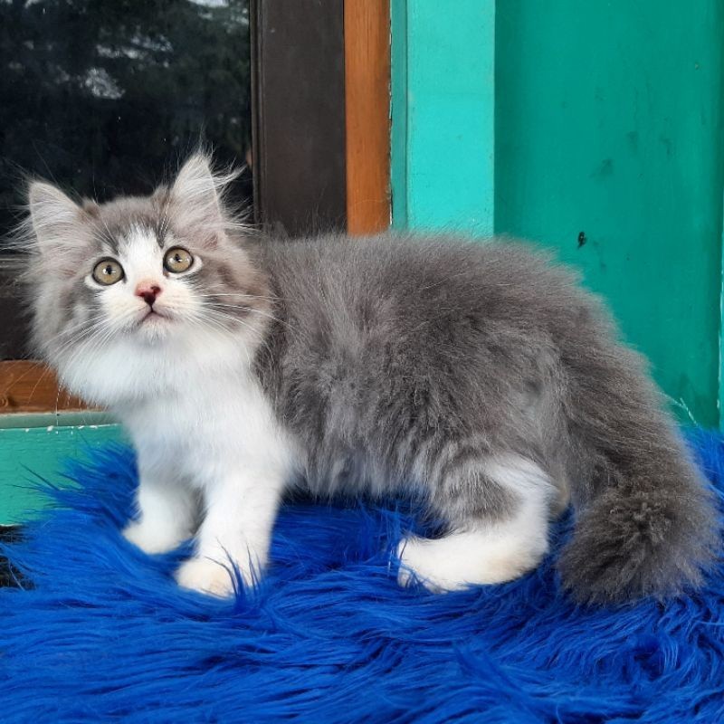 Jual Kucing Persia Kitten Bigbone Bulu Kapas Mix Mainecoon | Shopee ...