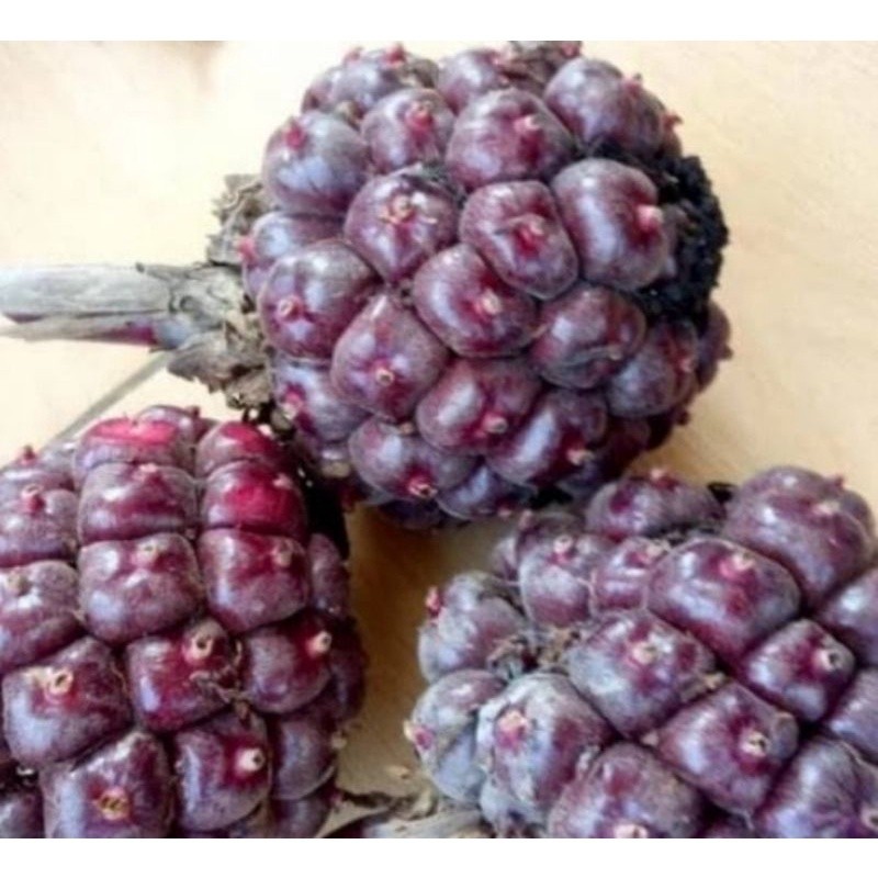 Jual BUAH HONJE MERAH 500gram Honje Langka Buah Honje Buah Kecombrang ...