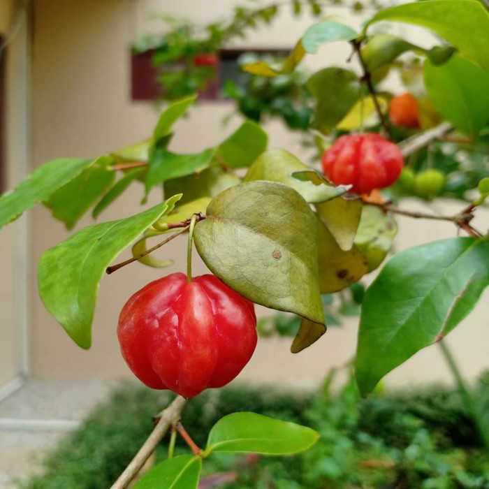 Jual BIBIT TANAMAN DEWADARU/CERMAI BELANDA | Shopee Indonesia