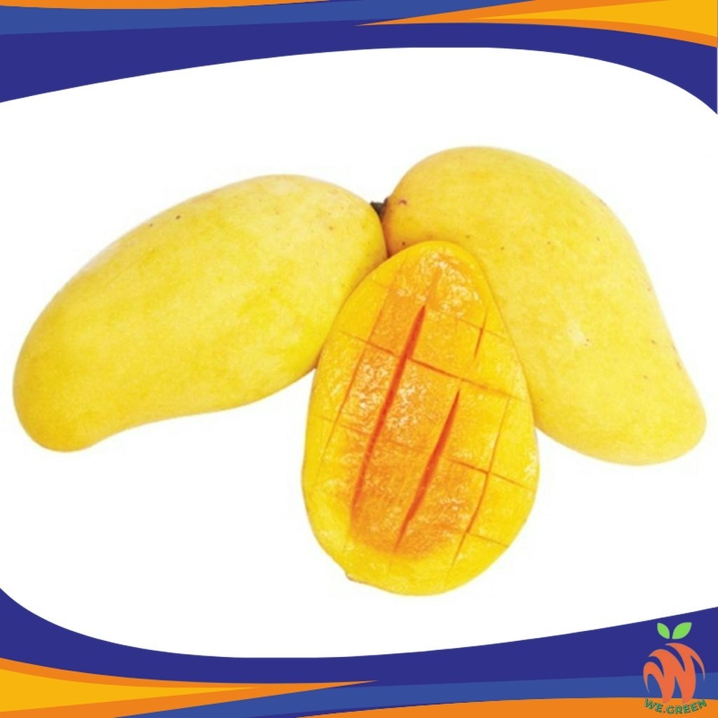 Jual Mangga Cokanan Asli Okulasi (1 METER BATANG BESAR) | Shopee Indonesia