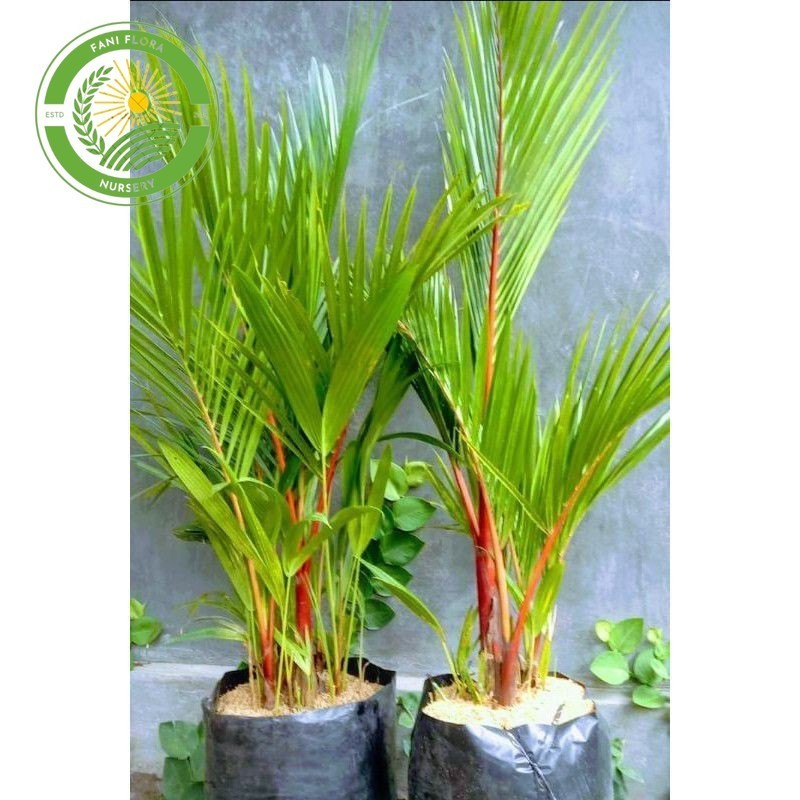 Jual Tanaman Hias Pohon Palem Merah/Palm Merah | Shopee Indonesia
