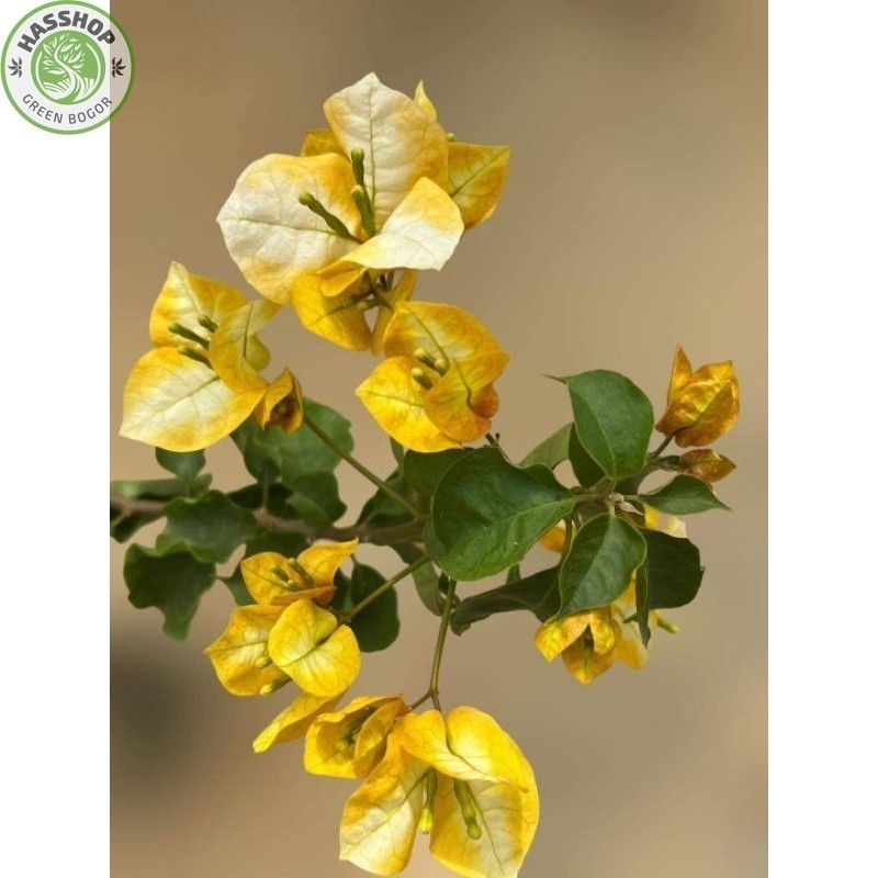 Jual TANAMAN HIAS BUGENVIL GOLDEN SUNSHINE | Shopee Indonesia