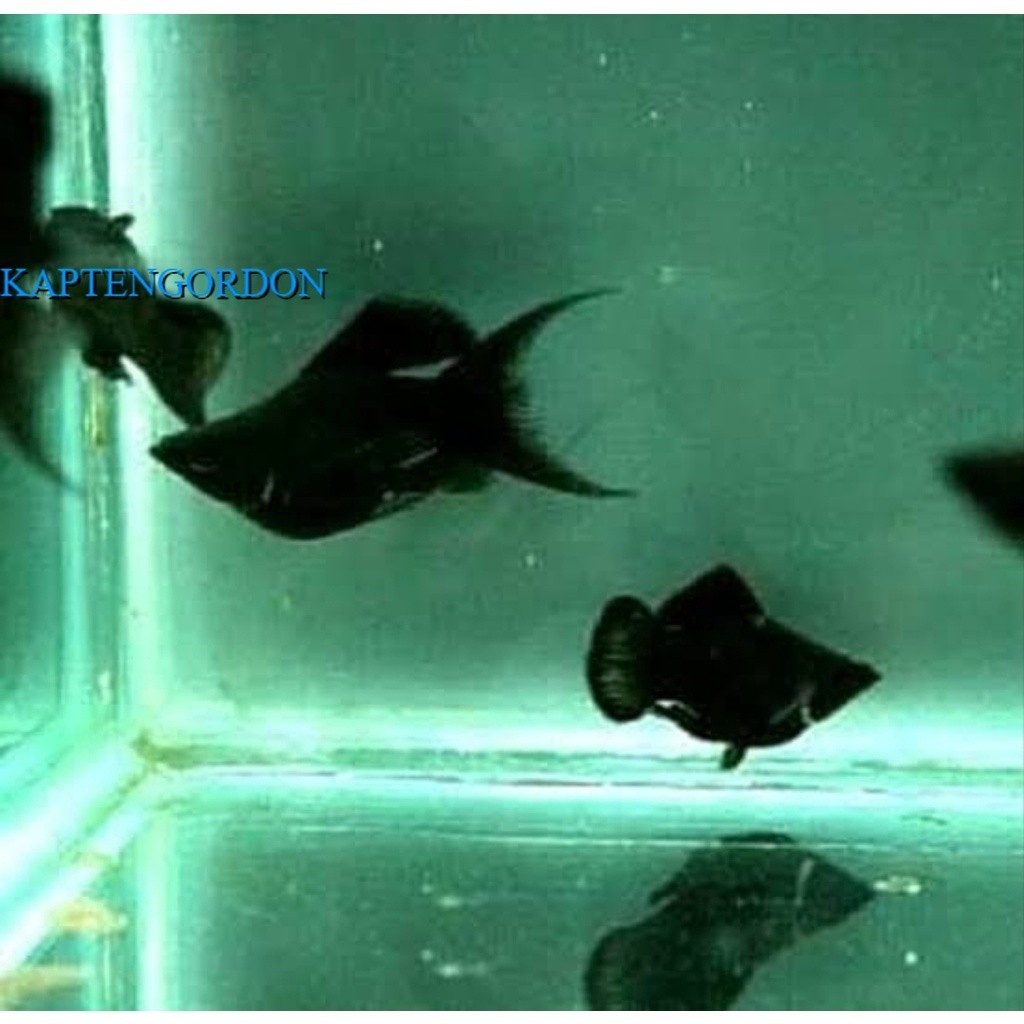 Jual lokal Molly Moli Moly Black Golden Marbel Balon - KATALOG rasa ...